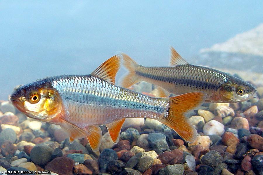 Culvert research aims to protect endangered small fish | Crossroads