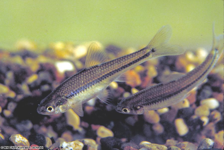 Designing fish-friendly culverts | Crossroads