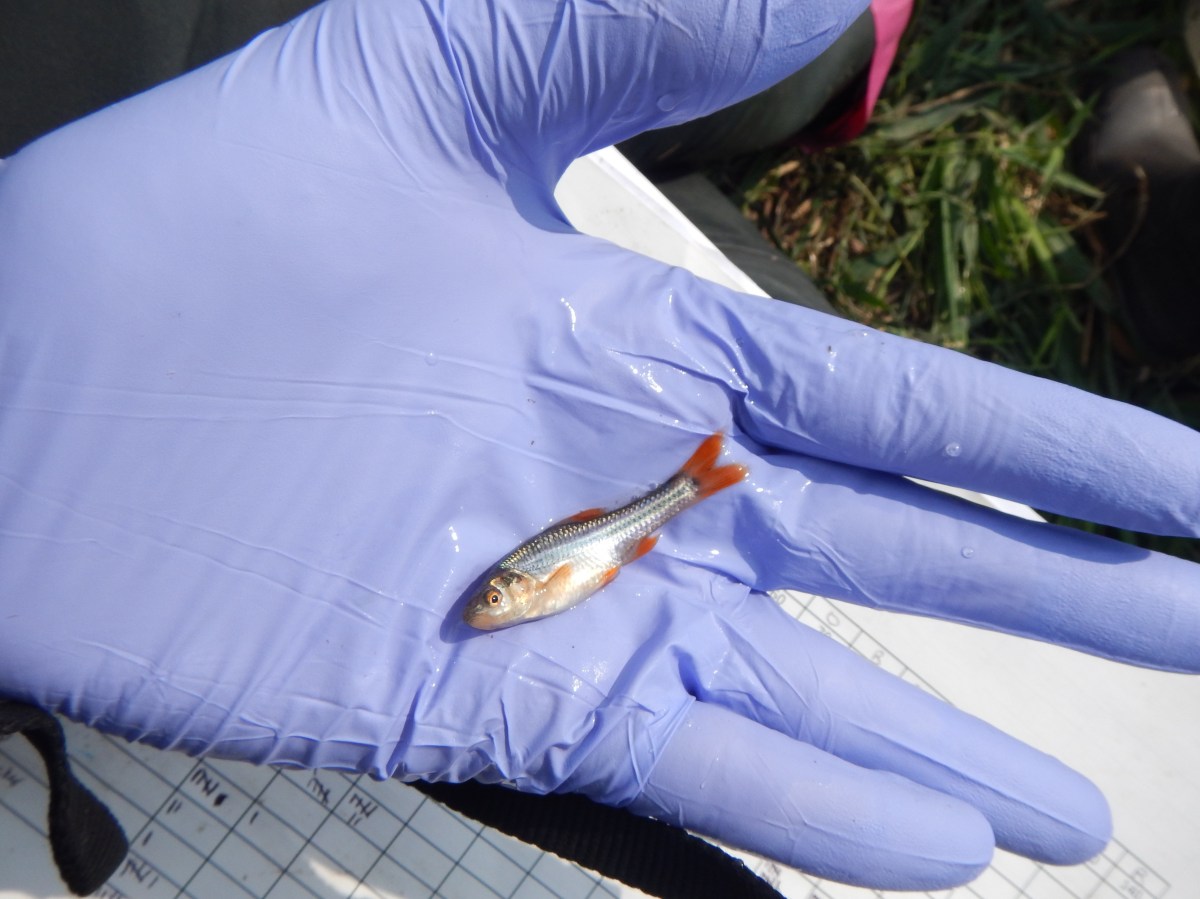 Darkness in Box Culverts Not a Likely Barrier to Topeka Shiner | Crossroads