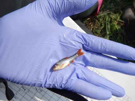 Darkness in Box Culverts Not a Likely Barrier to Topeka Shiner | Crossroads
