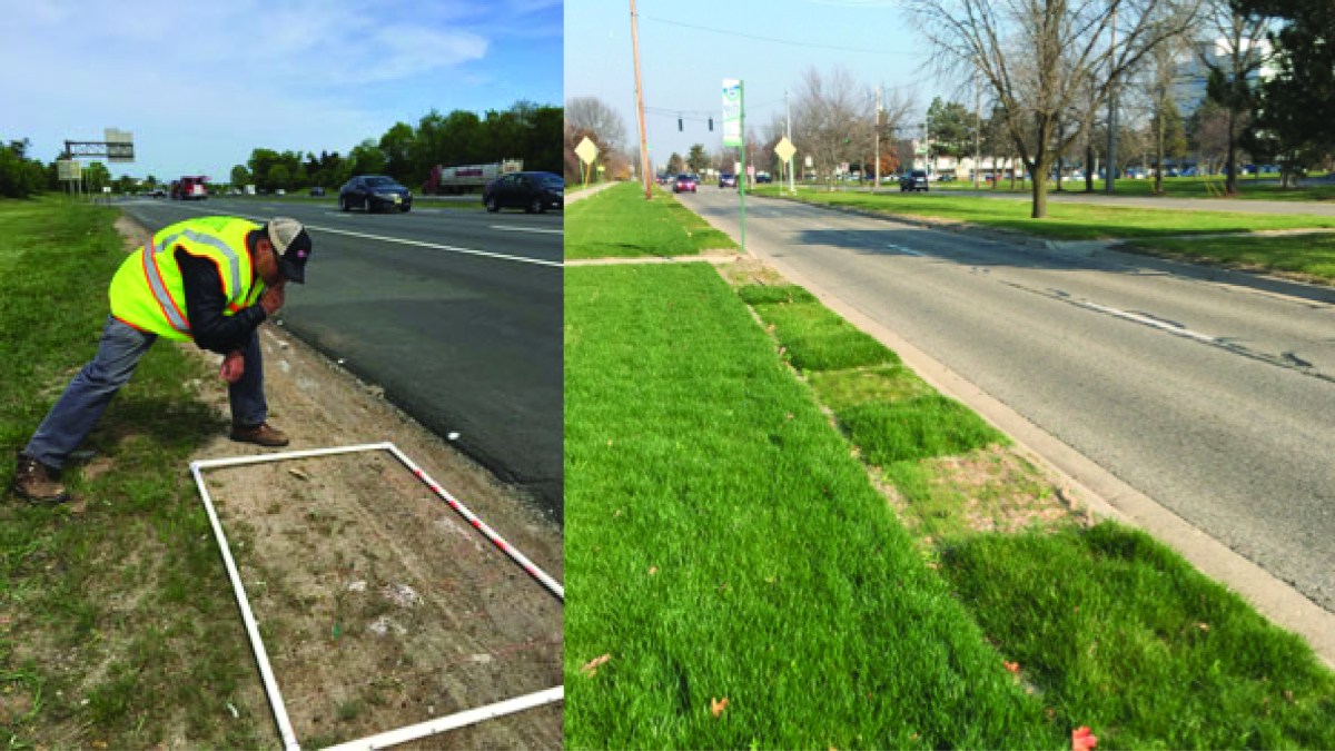 Regional effort tests turfgrass performance in cold climate states ...