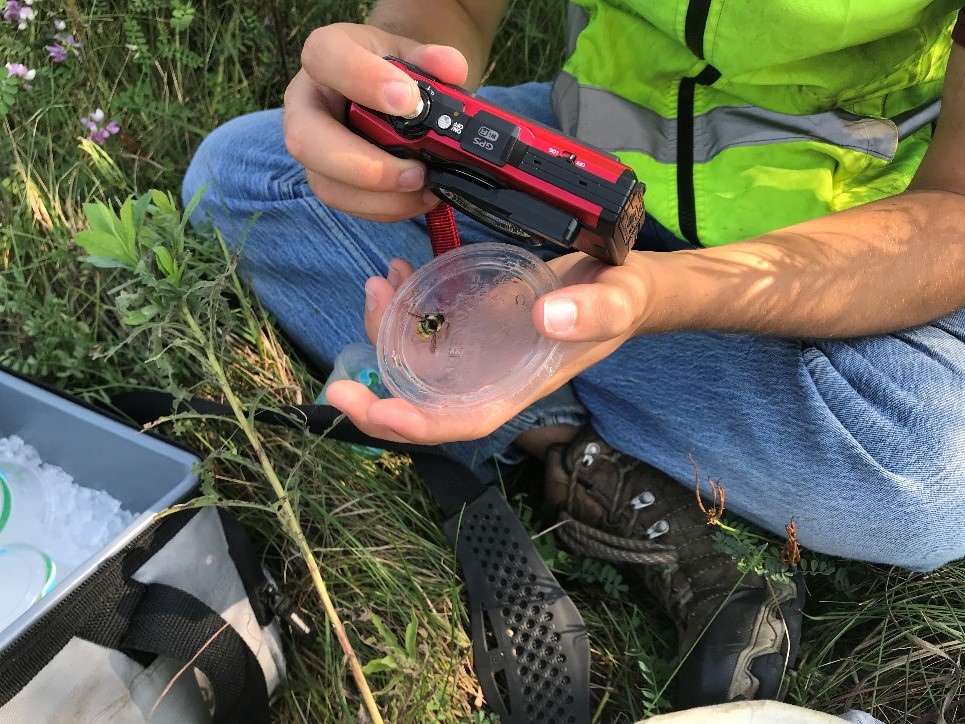 Roadside Safe Spaces for Butterflies and Bees | Crossroads