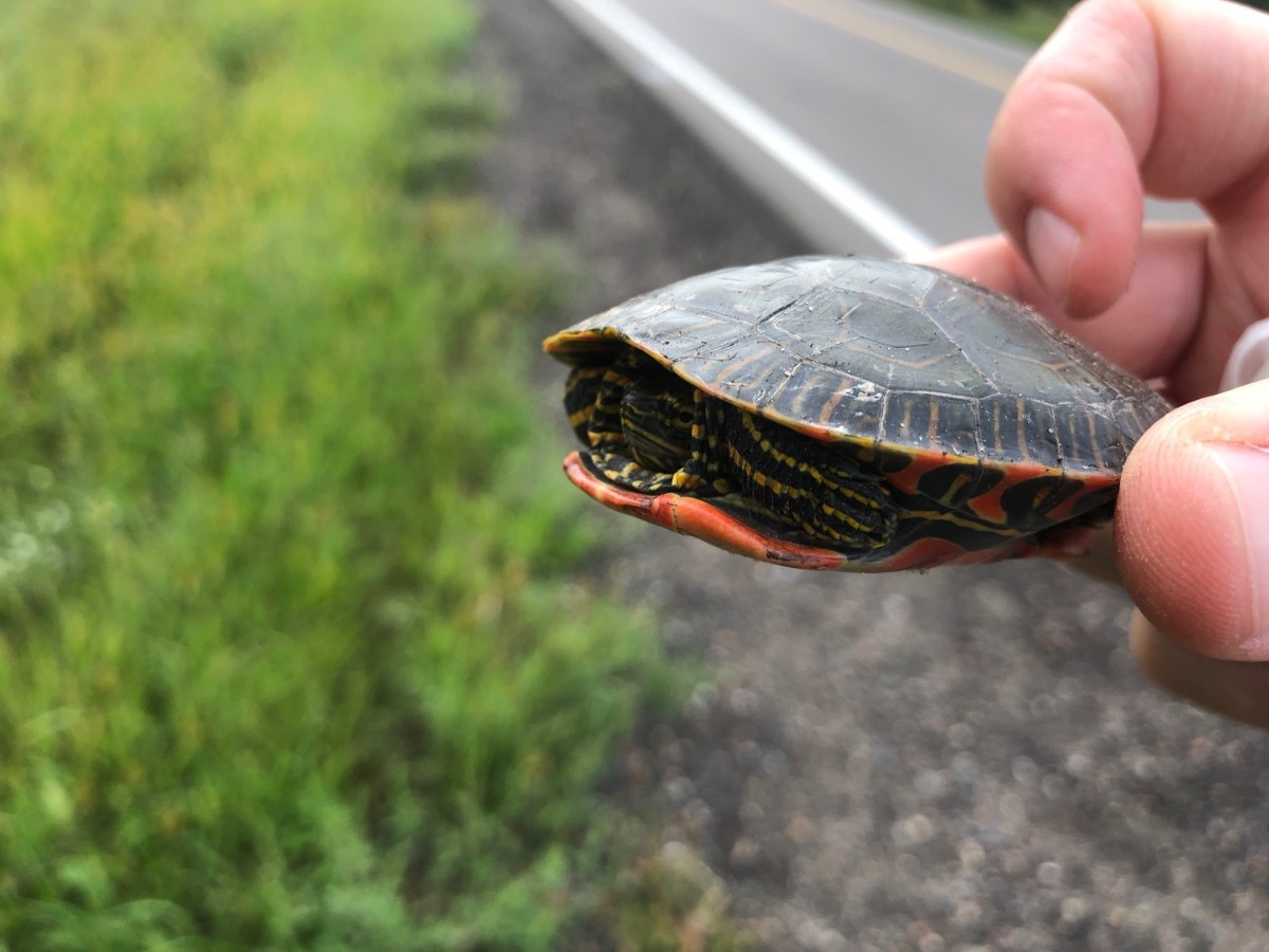 New Project: Assessing a New Tool for Early Detection of Endangered ...