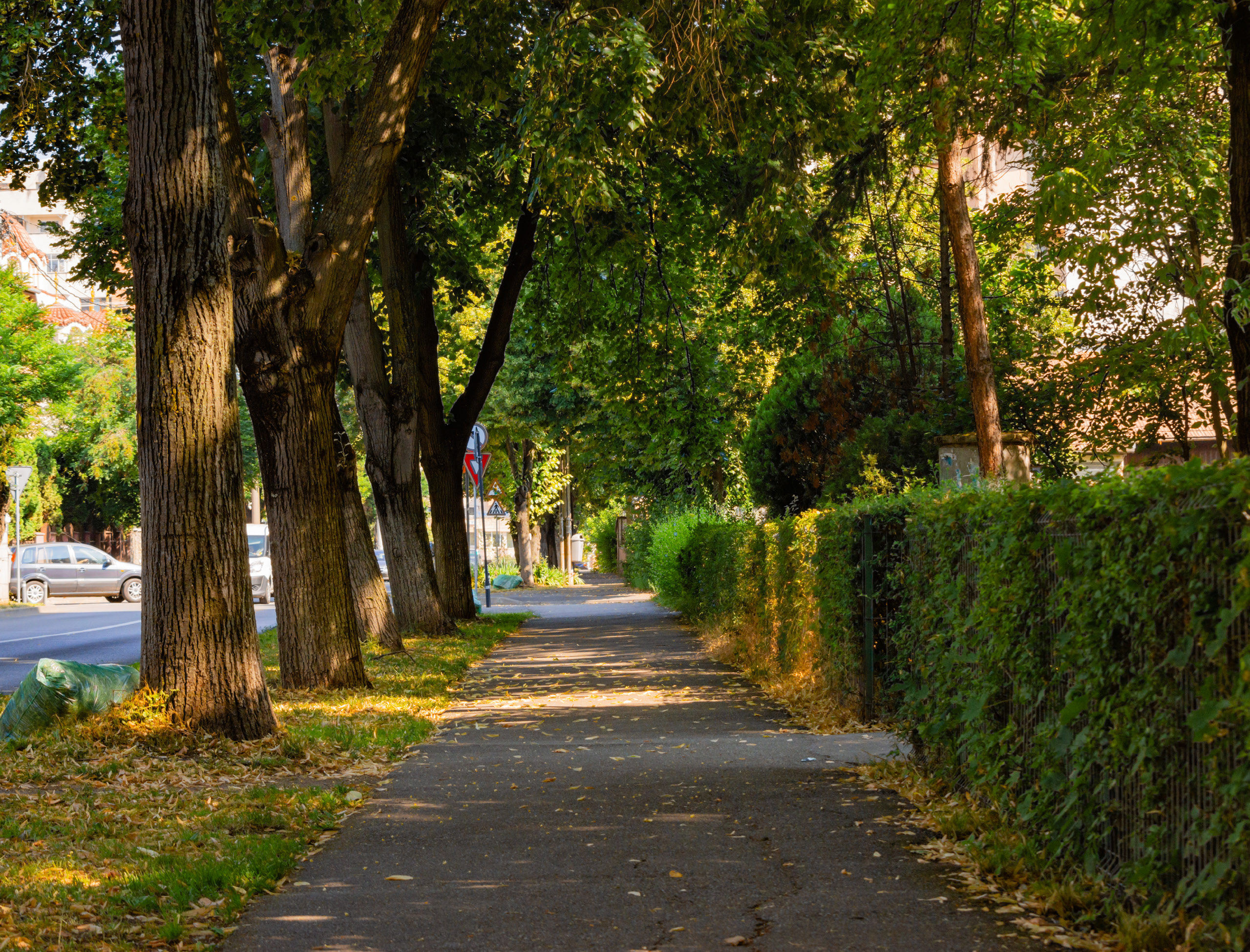 Creating a Leafy Boulevard: Best Practices for Tree Selection | Crossroads